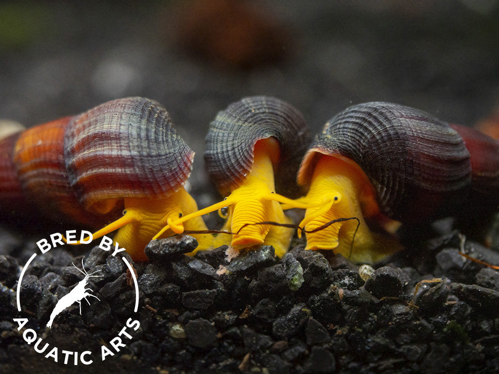 Orange Giant Sulawesi Rabbit Snails - Aquatic Arts