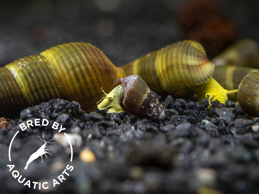 Sulawesi Snails – Aquatic Arts