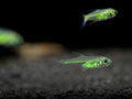 Kubotai Rasbora (Microdevario kubotai), Tank-Bred – Aquatic Arts