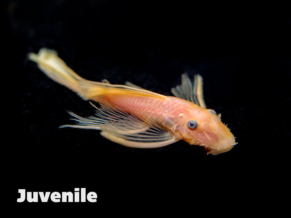 L144a Longfin Blue Eye Lemon Bristlenose Pleco (Ancistrus) Tank-Raised ...