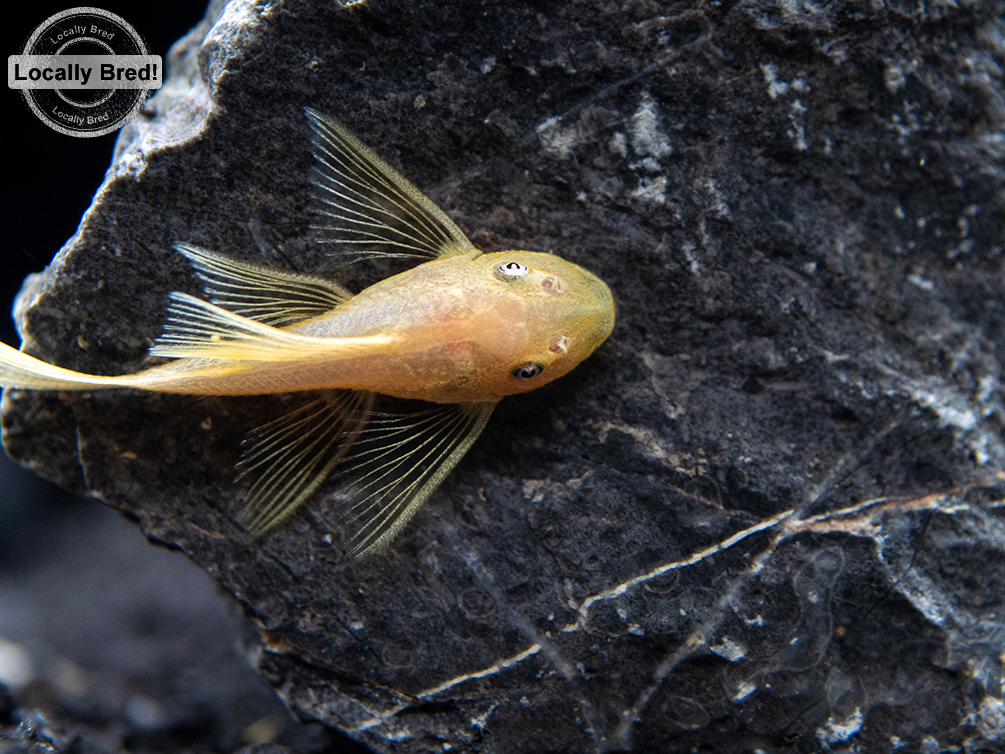 L144a Longfin Blue Eye Lemon Pleco, Locally Bred! - Aquatic Arts