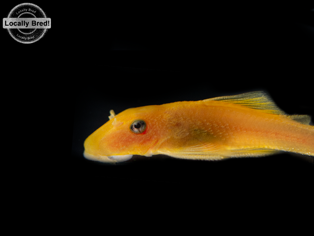 L144a Blue Eye Lemon Pleco (Ancistrus) - LOCALLY BRED! - Aquatic Arts