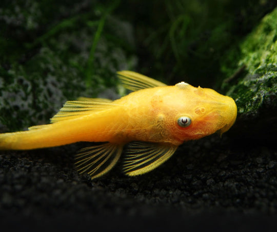 L144a Blue Eye Lemon Bristlenose Pleco (Ancistrus sp.) - Aquatic Arts