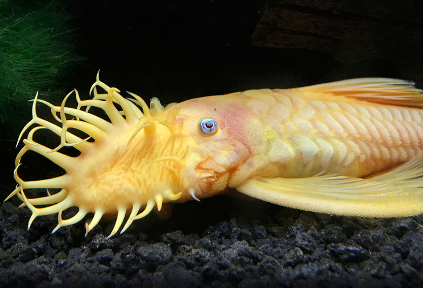 L144a Blue Eye Lemon Bristlenose Pleco (Ancistrus sp.) - Aquatic Arts