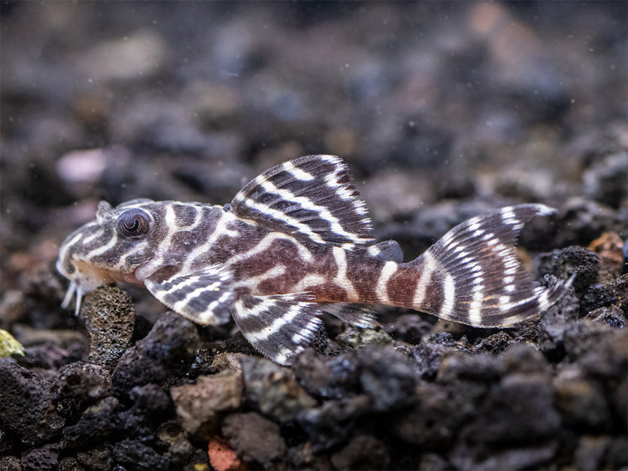 L333 King Tiger Pleco (Hypancistrus sp.), Tank-Bred - Aquatic Arts
