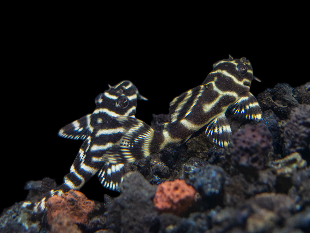 L333 King Tiger Pleco (Hypancistrus sp.), Tank-Bred - Aquatic Arts on ...