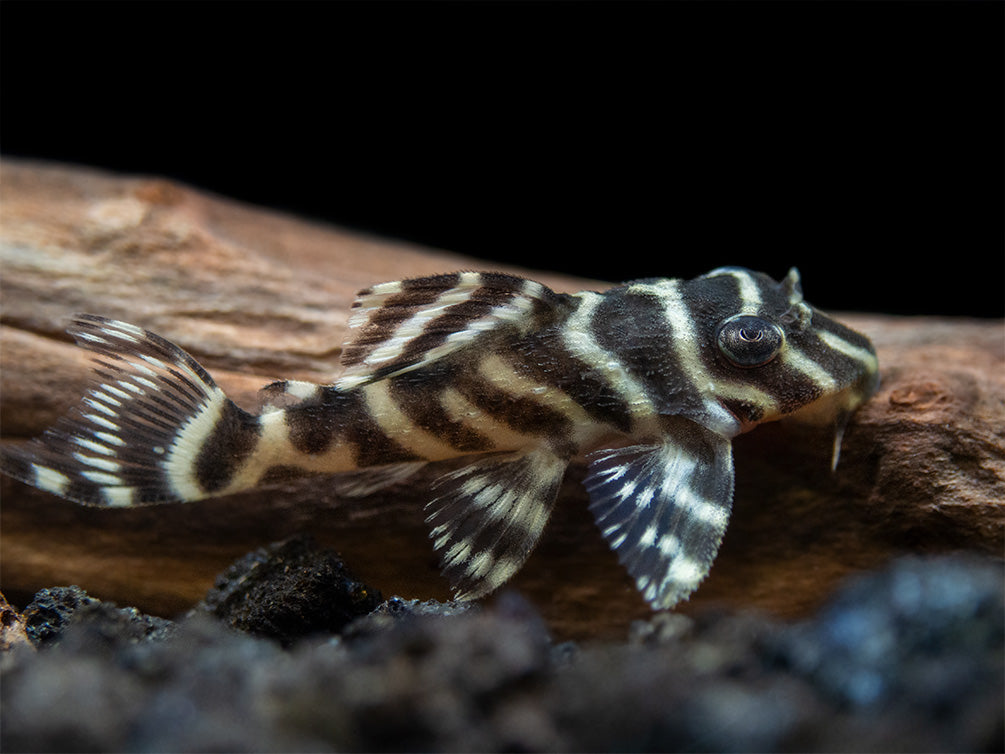 L333 King Tiger Pleco (Hypancistrus sp.), Tank-Bred - Aquatic Arts