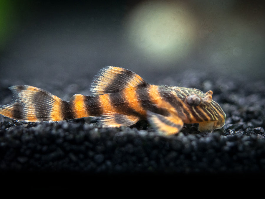 L397 Alenquer Tiger Pleco (Panaqolus sp.), Tank Bred! - Aquatic Arts