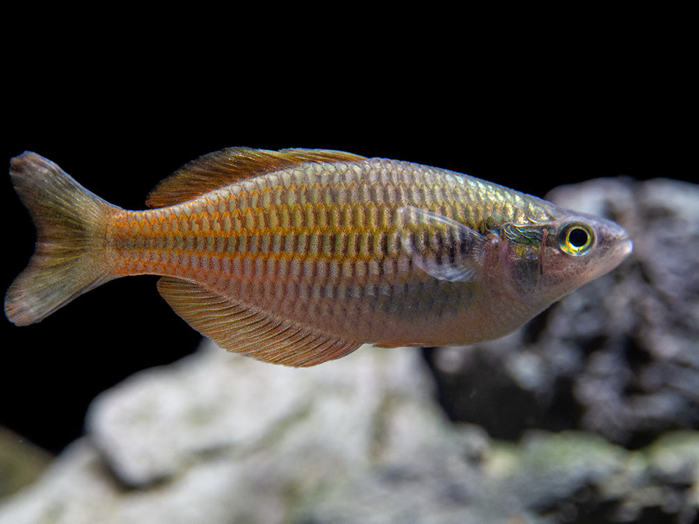 Rainbowfish – Aquatic Arts