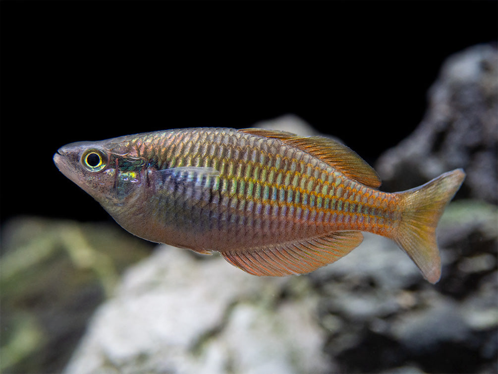 Rainbowfish – Aquatic Arts