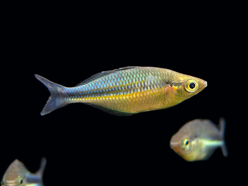 Shrimp Safe Fish (large shrimp only) – Aquatic Arts