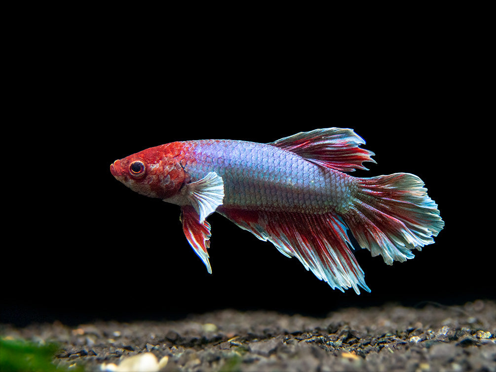 Dumbo Halfmoon Betta (Betta splendens), Male - Aquatic Arts