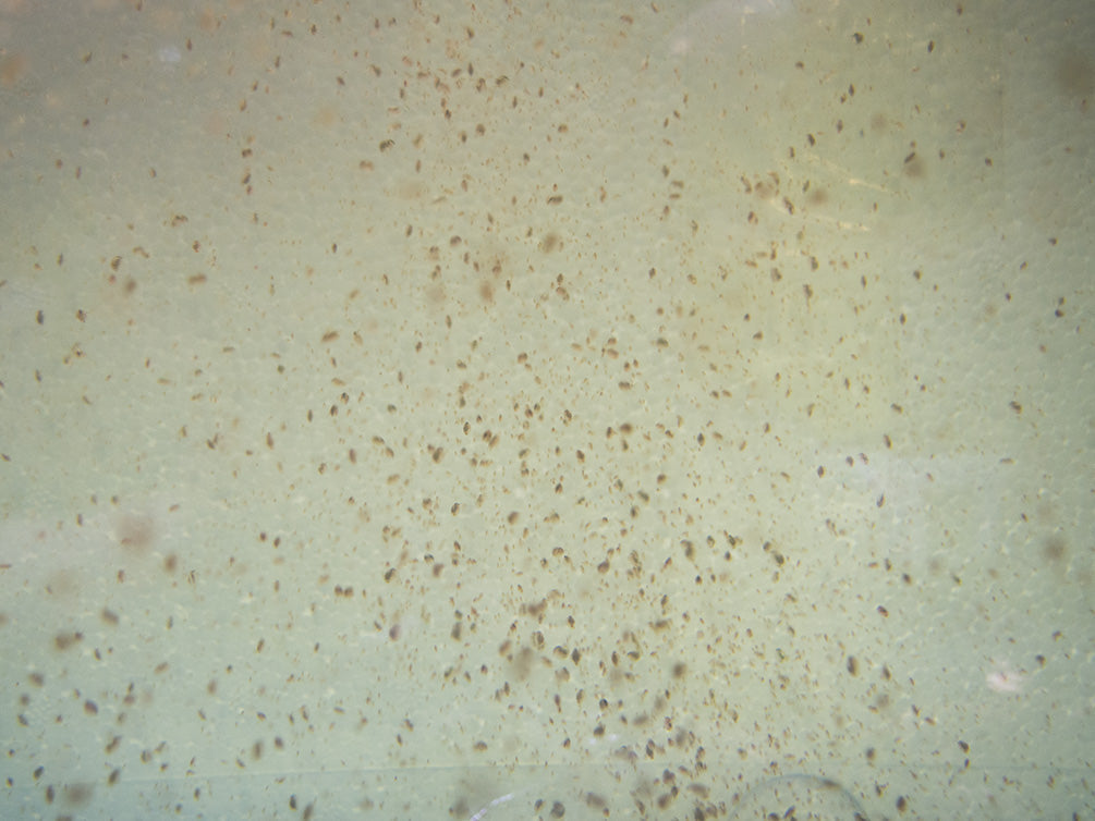 Live Daphnia and Scud Cultures Combo Pack - Aquatic Arts