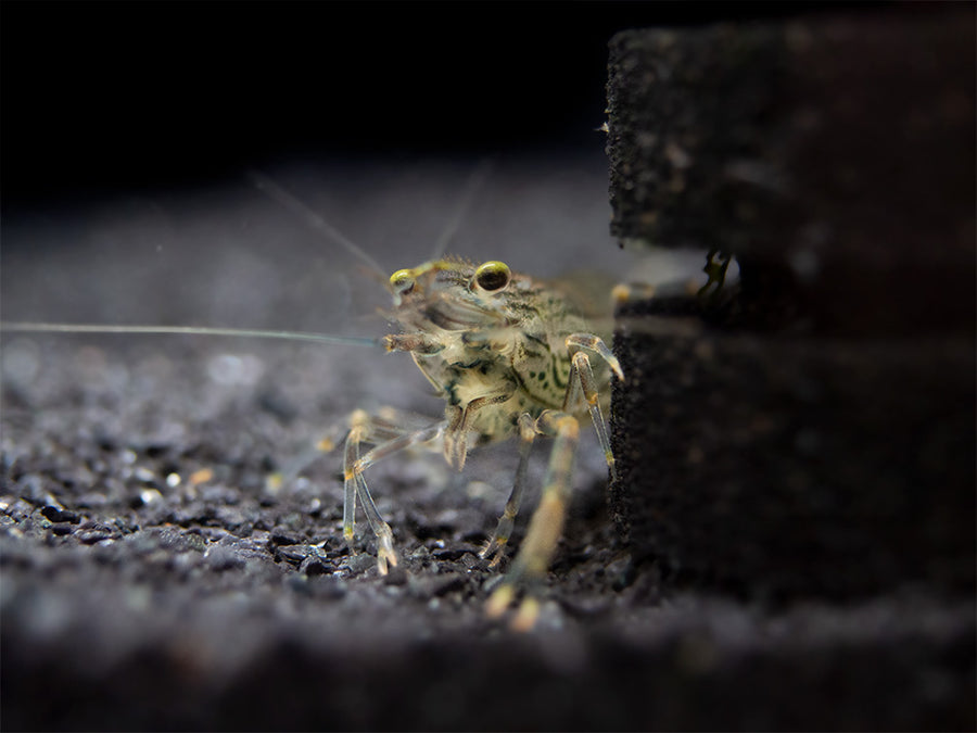 Taiwanese Long Claw Prawn (Macrobrachium placidulum) - Aquatic Arts