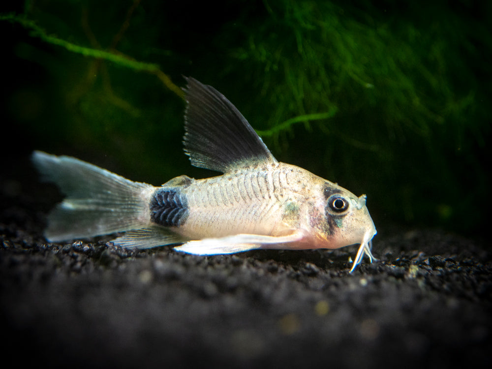Longfin Panda Cory Catfish (Corydoras panda), Tank-Bred - Aquatic Arts