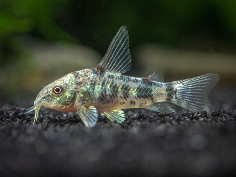 Corydoras Catfish – Aquatic Arts