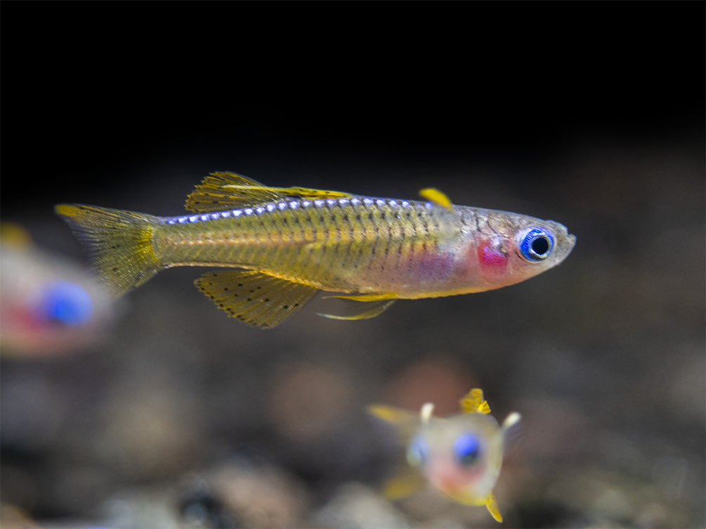 Red Neon Blue Eye Rainbowfish (Pseudomugil luminatus) - Aquatic Arts