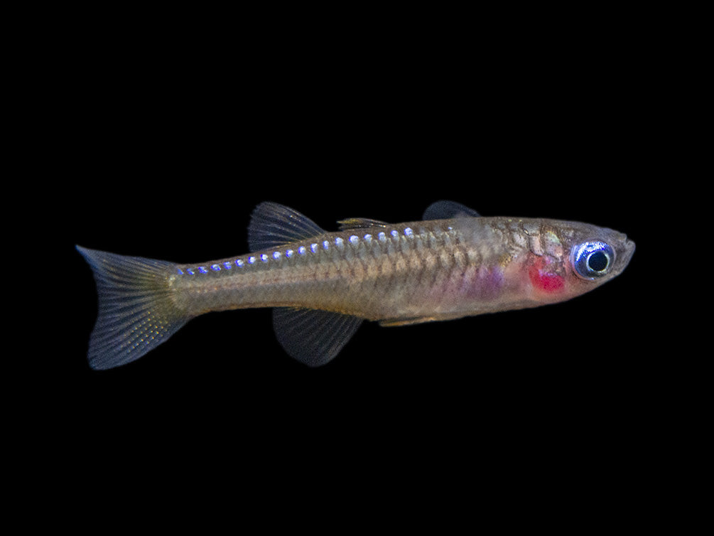 Red Neon Blue Eye Rainbowfish (Pseudomugil luminatus) - Aquatic Arts