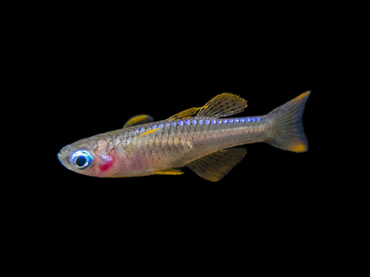 Red Neon Blue Eye Rainbowfish (Pseudomugil luminatus) - Aquatic Arts