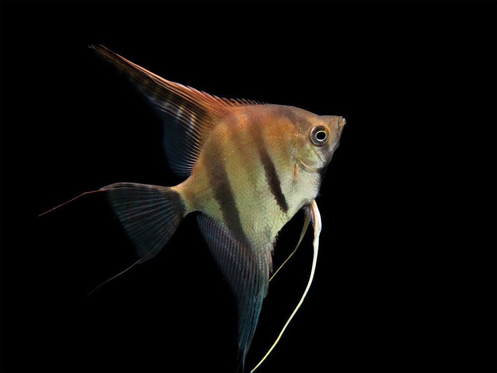 Red Freshwater Angelfish
