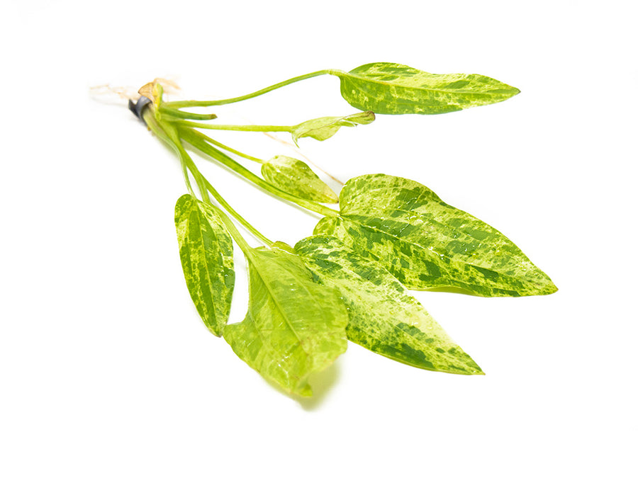 Marble Queen Radican Sword (Echinodorus cordifolius) - Aquatic Arts