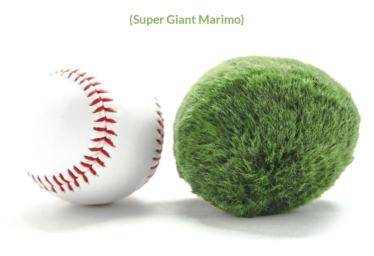 Marimo Moss Balls – Aquatic Arts