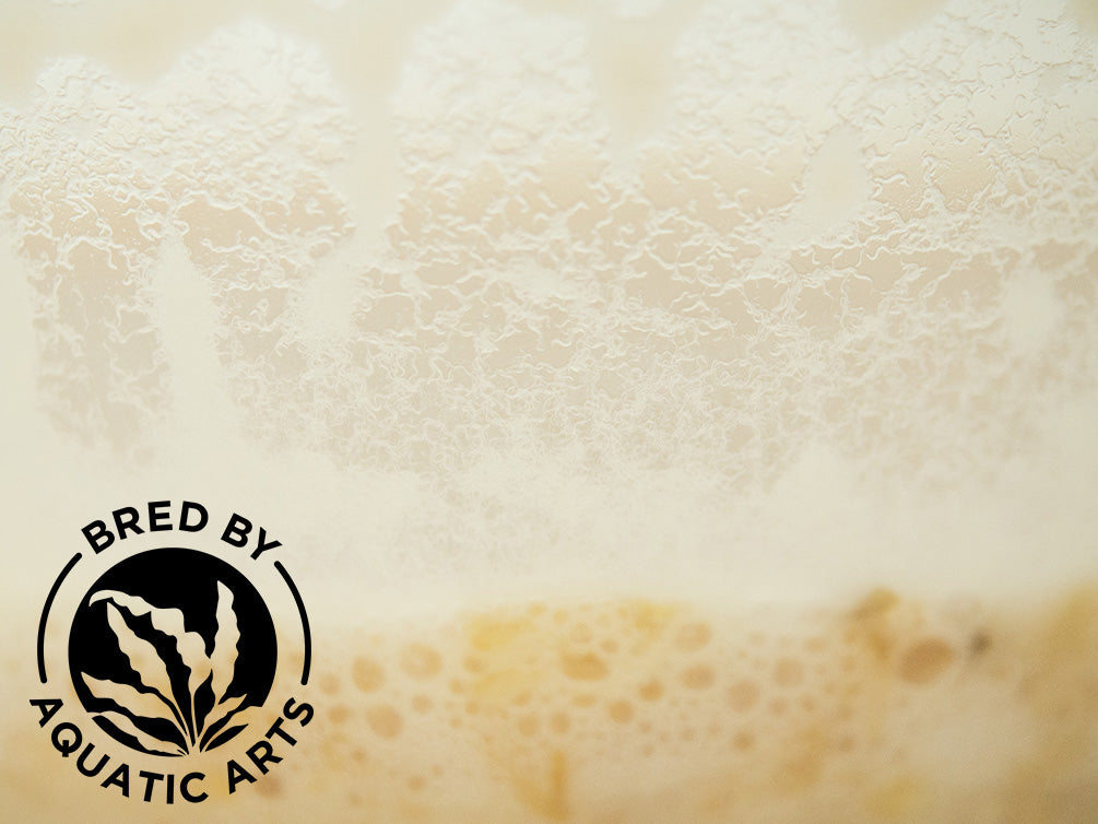 Live Microworm (Panagrellus sp.) Cultures - Aquatic Arts on sale today ...