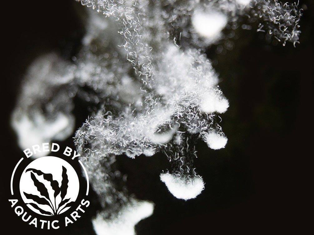 Live Microworm (Panagrellus sp.) Cultures - Aquatic Arts on sale today ...