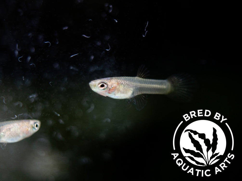 Live Microworm (Panagrellus sp.) Cultures - Aquatic Arts on sale today ...