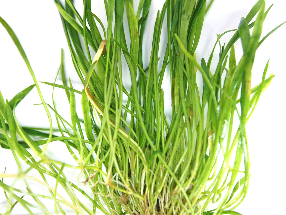 Sword Plants – Aquatic Arts