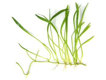 Sword Plants – Aquatic Arts