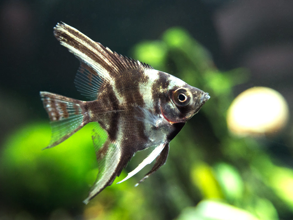 Angelfish – Aquatic Arts