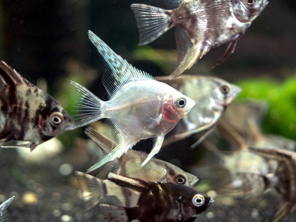 Assorted Angelfish (Pterophyllum scalare), Tank-Bred! - Aquatic Arts on ...