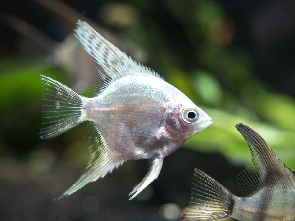 Assorted Angelfish (Pterophyllum scalare), Tank-Bred! - Aquatic Arts on ...