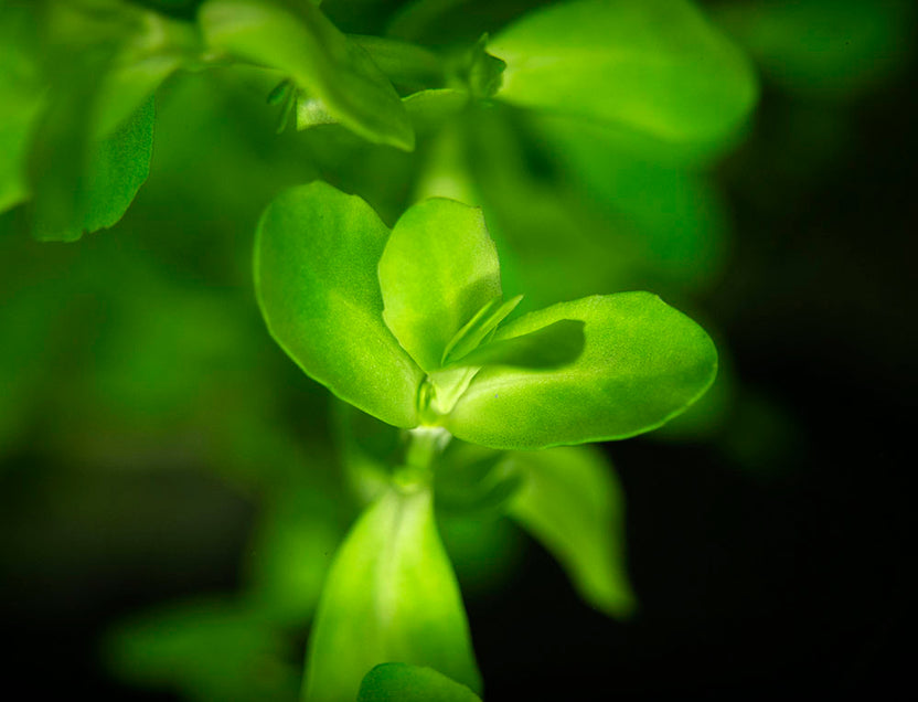 Moneywort (Bacopa monnieri) - Aquatic Arts