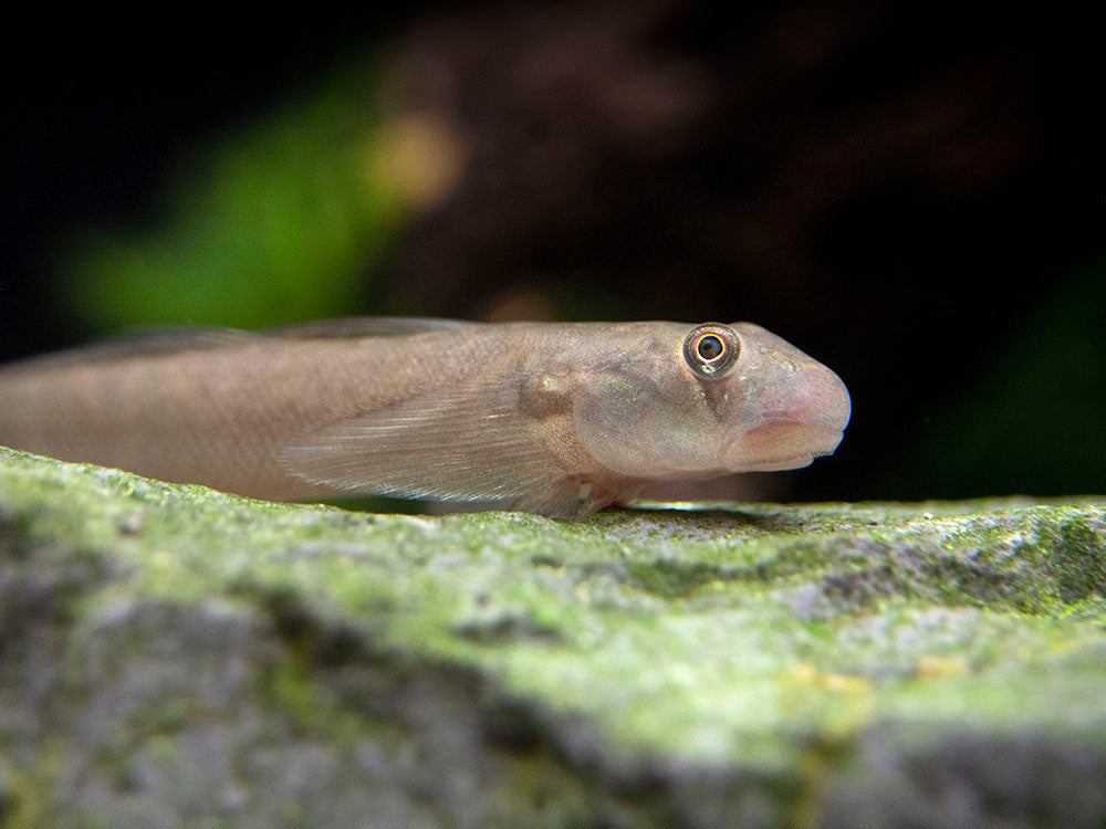 Red-Tailed Rock Goby (Sicyopterus lagocephalus) - Aquatic Arts