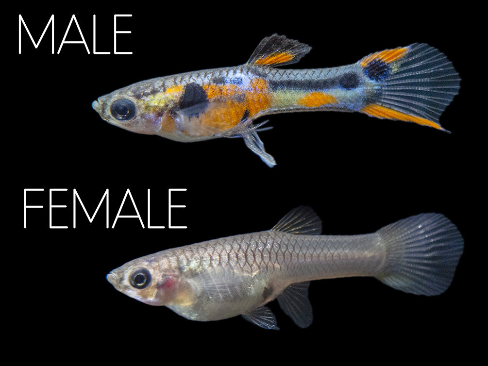 Endler Endler Tank Setup Guide For A Happy & Healthy Habitat – Glass