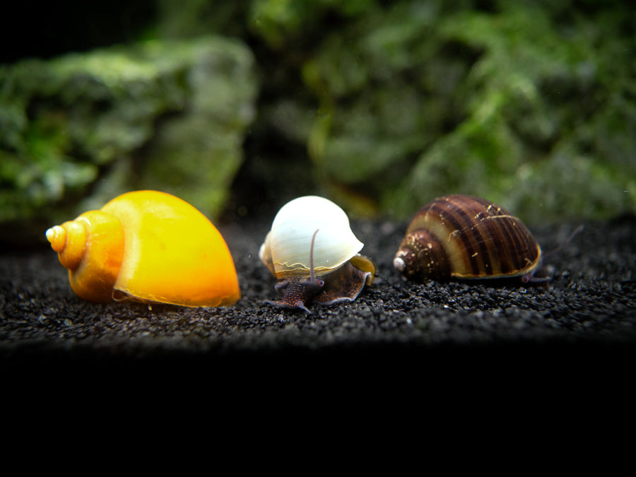 Multi-Color Mystery Snail COMBO PACK - Aquatic Arts