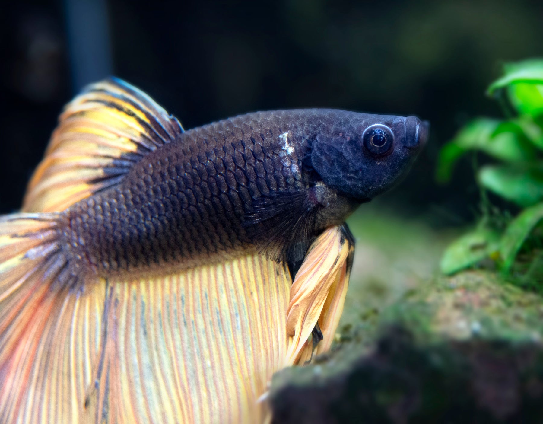 Assorted Mustard Gas Halfmoon Betta (Betta splendens) - Aquatic Arts