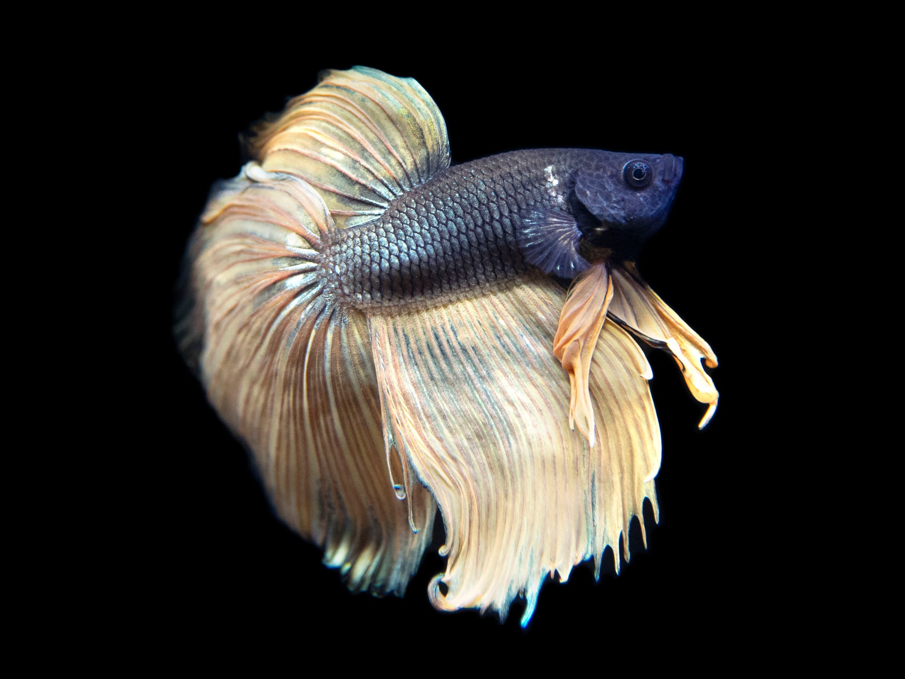 Assorted Mustard Gas Halfmoon Betta (Betta splendens) - Aquatic Arts