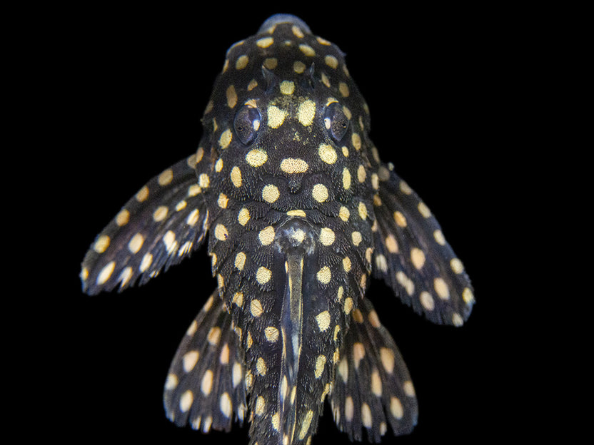 L471 White Spotted Dwarf Hypancistrus Pleco - Aquatic Arts
