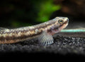 Rainbow Goby AKA White Cheek Goby - Aquatic Arts