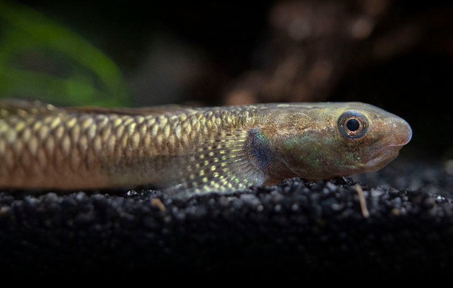 Rainbow Goby AKA White Cheek Goby - Aquatic Arts