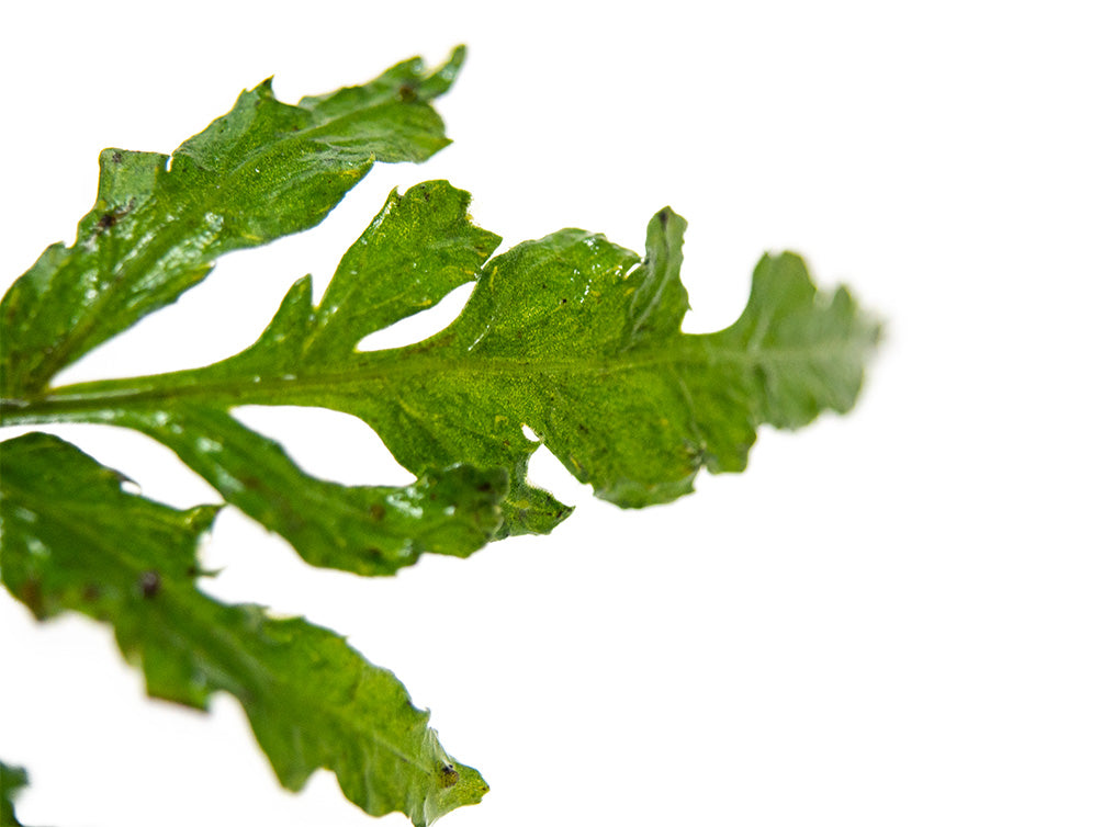 African Water Fern (Bolbitis heudelotii) - Aquatic Arts on sale today ...