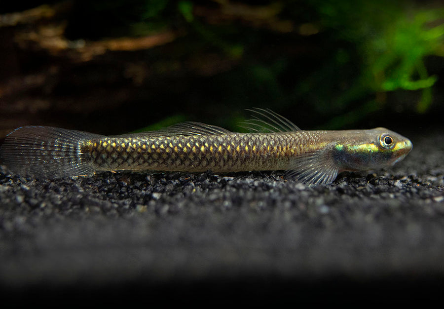 Cobalt Blue Dwarf Goby (Stiphodon semoni) - Aquatic Arts