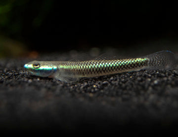 Cobalt Blue Dwarf Goby (Stiphodon semoni) - Aquatic Arts