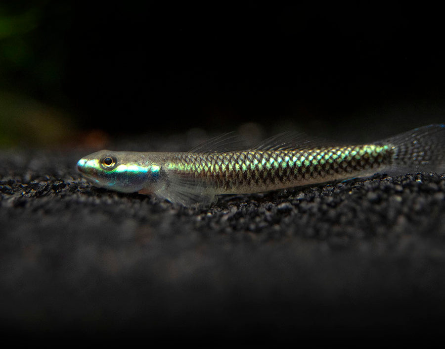 Cobalt Blue Dwarf Goby (Stiphodon semoni) - Aquatic Arts