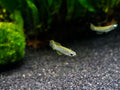 Norman’s Lampeye Killifish - Tank Raised - Aquatic Arts