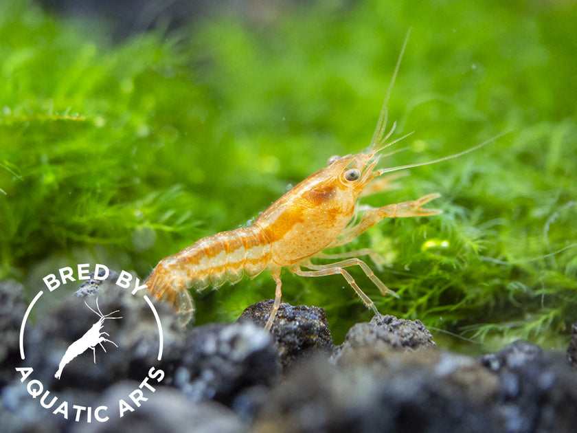 Freshwater Crayfish Bred by Aquatic Arts