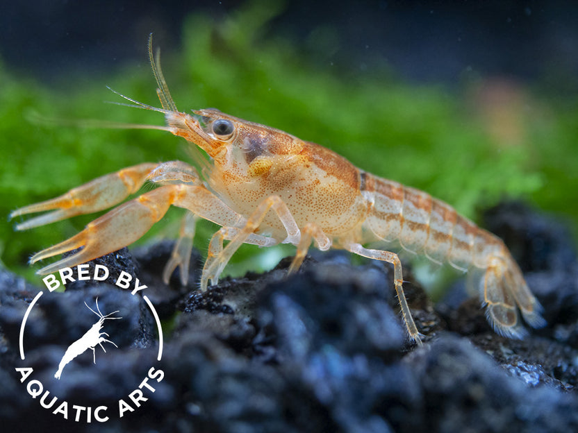 Freshwater Crayfish Bred by Aquatic Arts